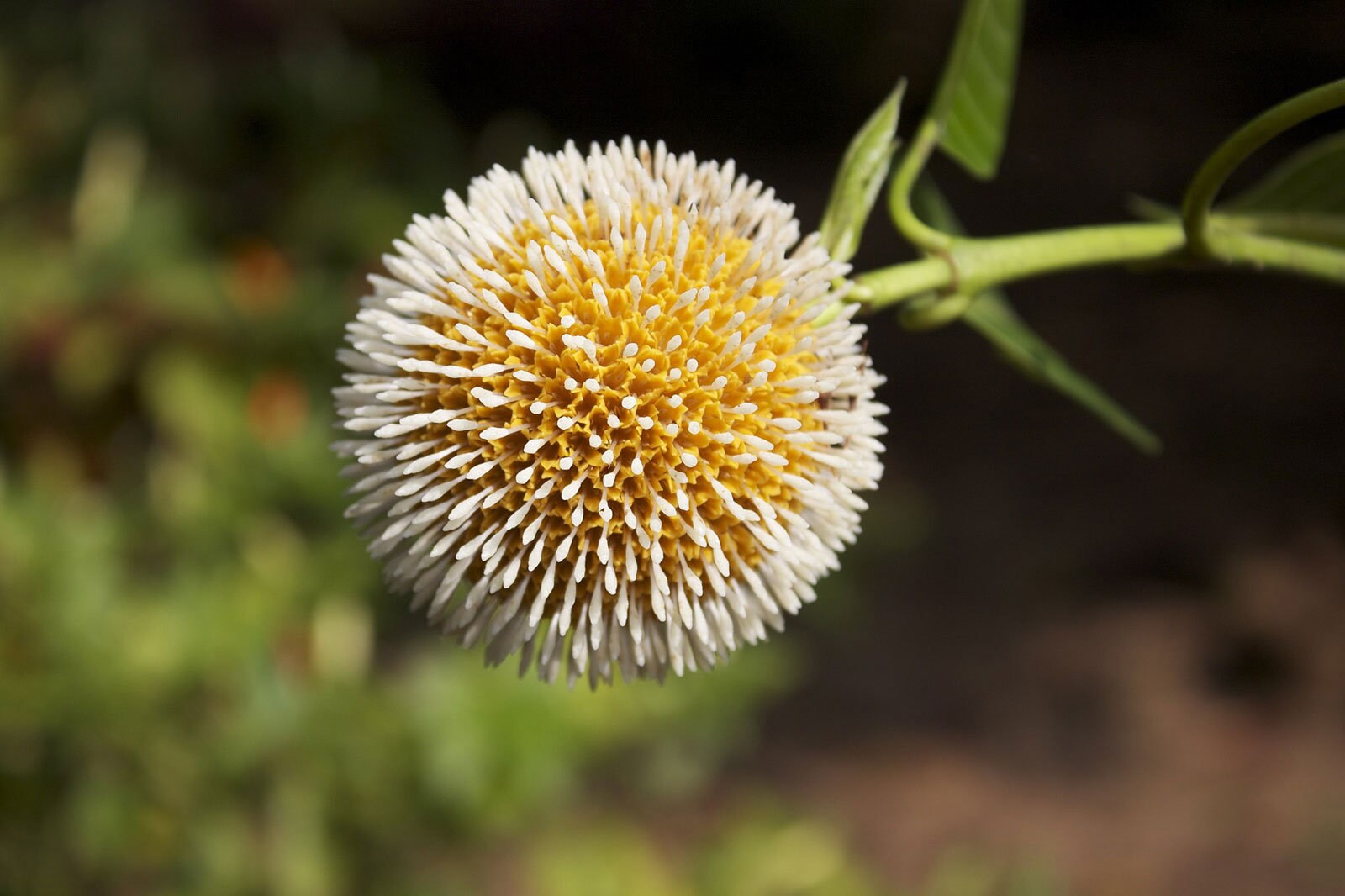 Neolamarckia Cadamba | Burflower Tree | Amboina | Kadam | 100_seeds - Etsy