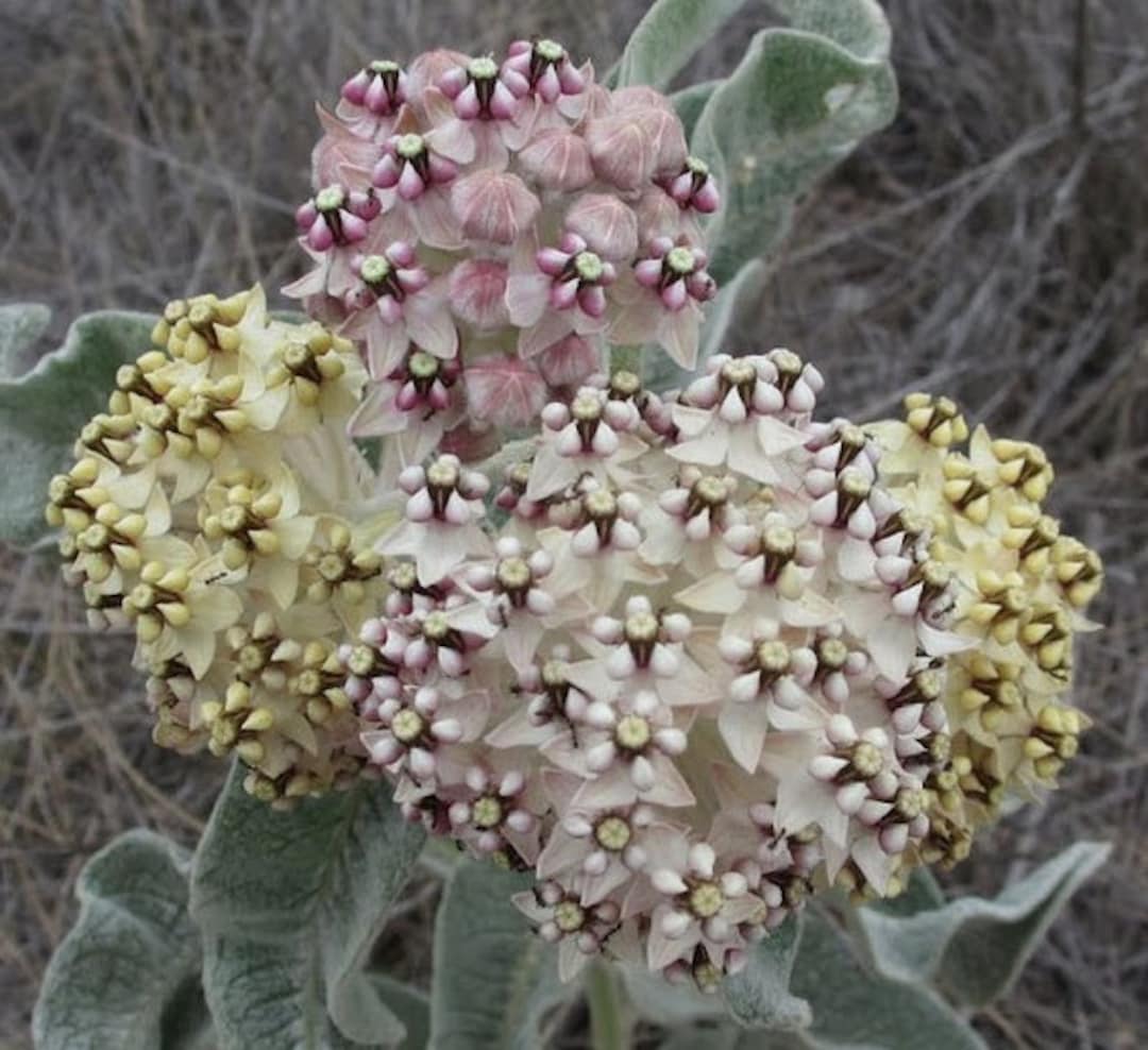 Asclepias Eriocarpa | Indian Kotolo Milkweed | Woollypod | 10_seeds - Etsy