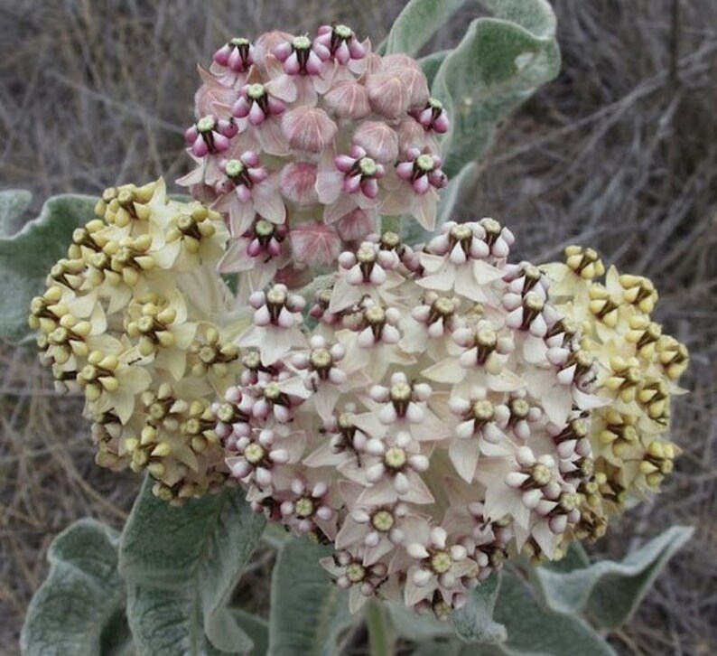 Asclepias Eriocarpa | Indian Kotolo Milkweed | Woollypod | 10_seeds - Etsy