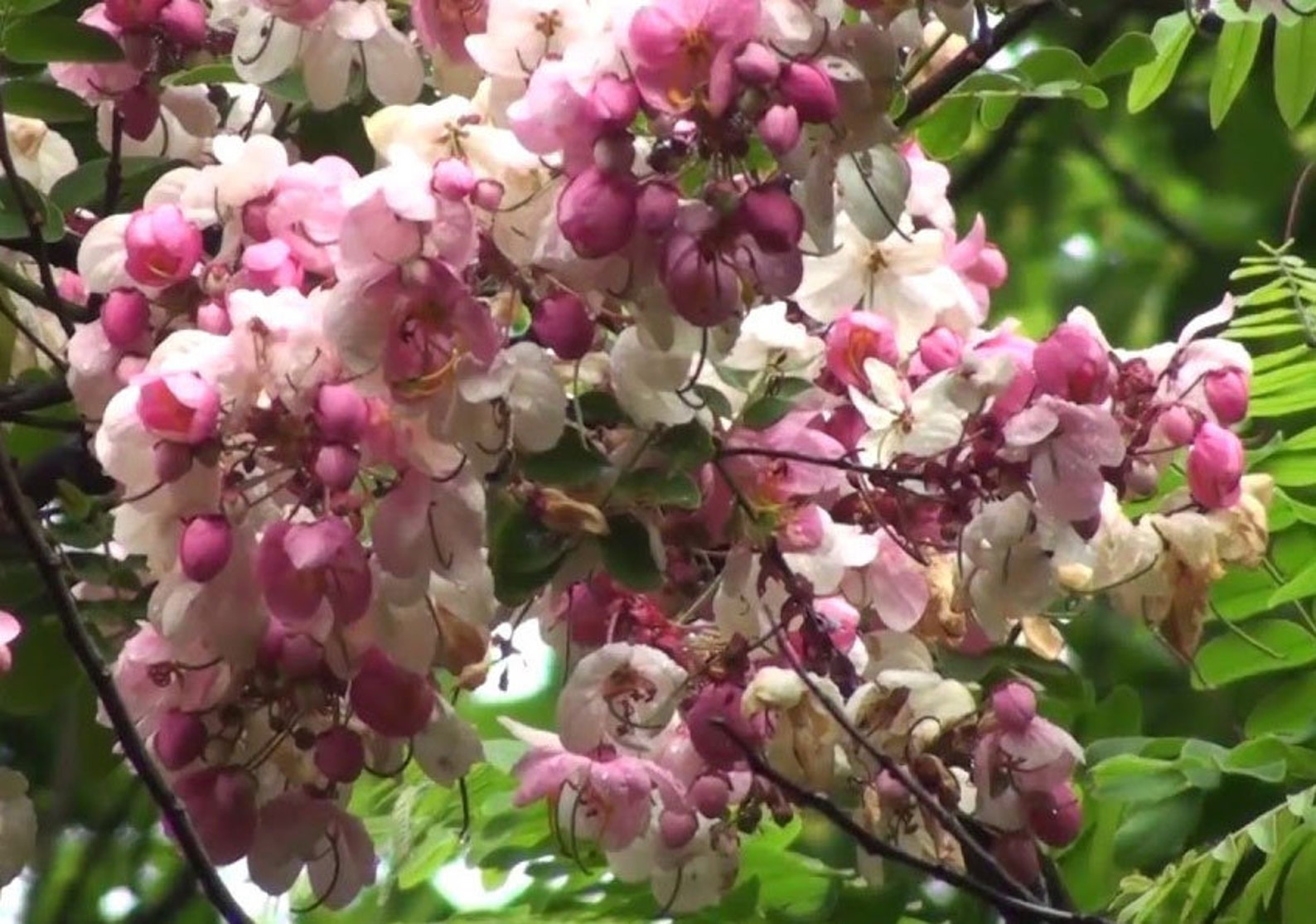 Cassia Javanica Subsp. Nodosa Apple Blossom Cassia 10_seeds - Etsy