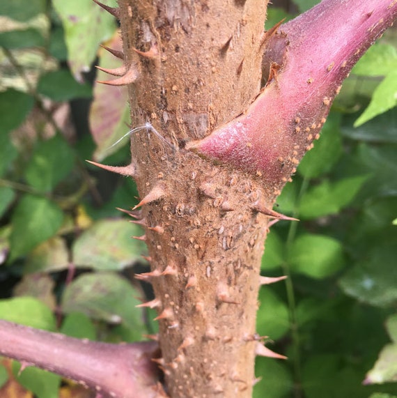 Devils Walking Stick Plant