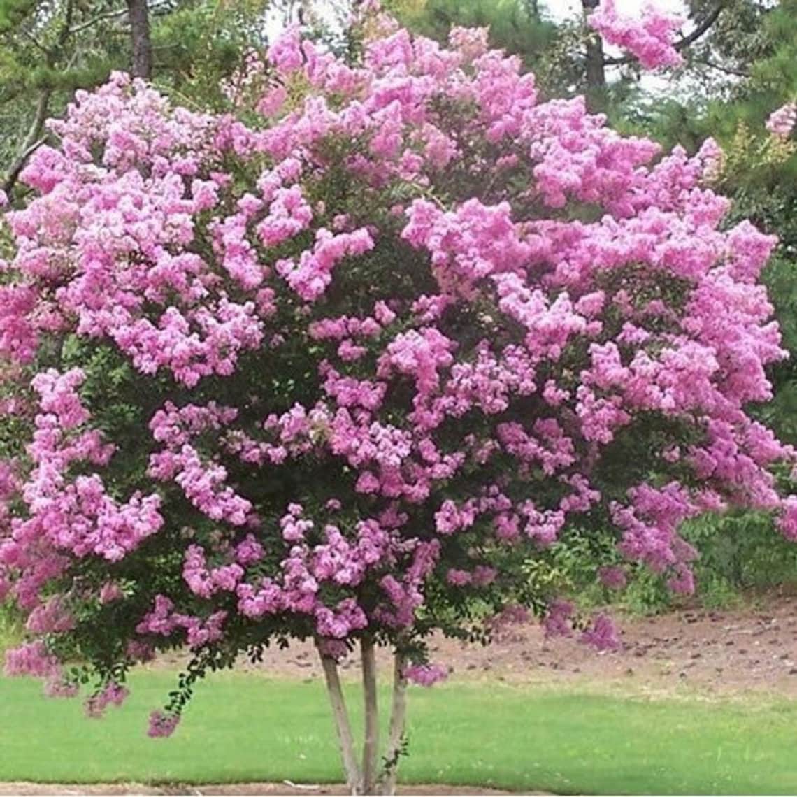 Lagerstroemia speciosa Pride of India Queens Giant Crepe | Etsy