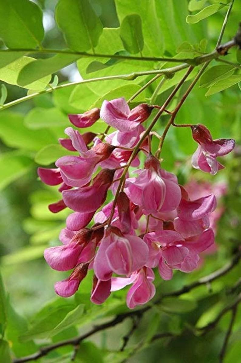 Indigofera Tinctoria | Bengal or Madras or True Indigo | 100_seeds - Etsy