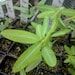 Codariocalyx Motorius | Dancing Plant | Telegraph | Semaphore | 20 ...