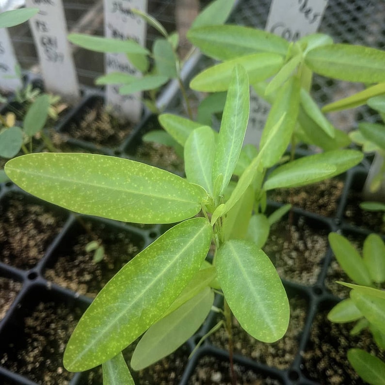 Codariocalyx Motorius | Dancing Plant | Telegraph | Semaphore | 20 ...