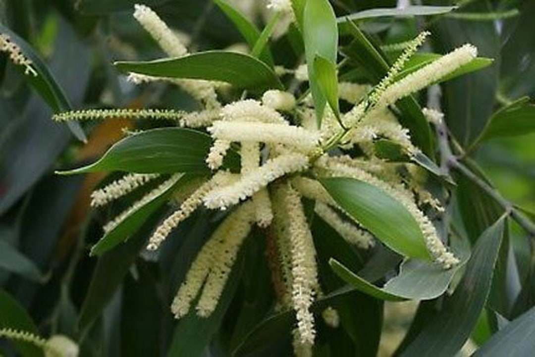 Acacia Mangium Black & Hickory Wattle Forest Mangrove 20_seeds - Etsy