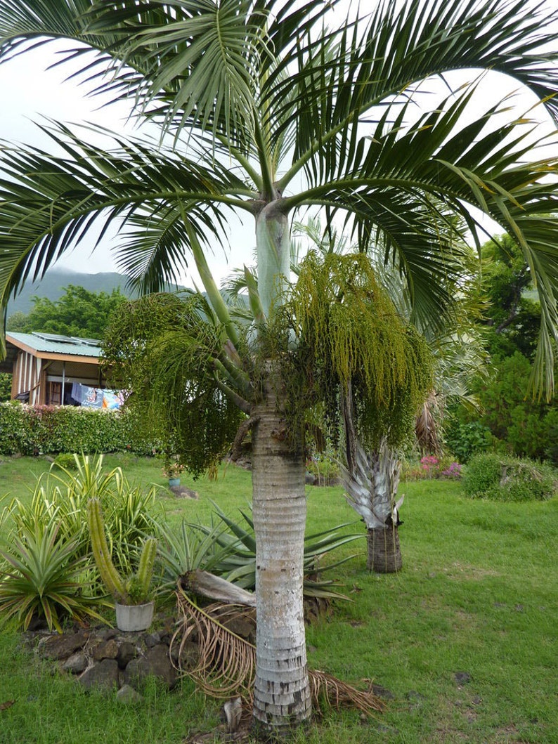 Hyophorbe Verschaffeltii | Spindle Palm | 10_seeds - Etsy
