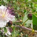 Capparis Spinosa Spineless Caper Bush Flinders Rose 50_seeds - Etsy