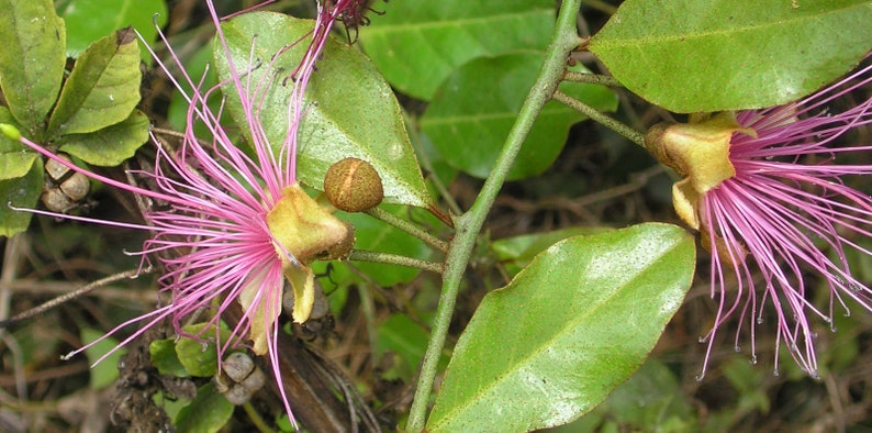 Capparis Zeylanica Ceylon Caper 10_seeds - Etsy