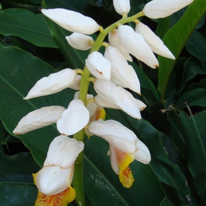 Alpinia Mutica | Small Shell Ginger | False Cardamom | 5_seeds - Etsy