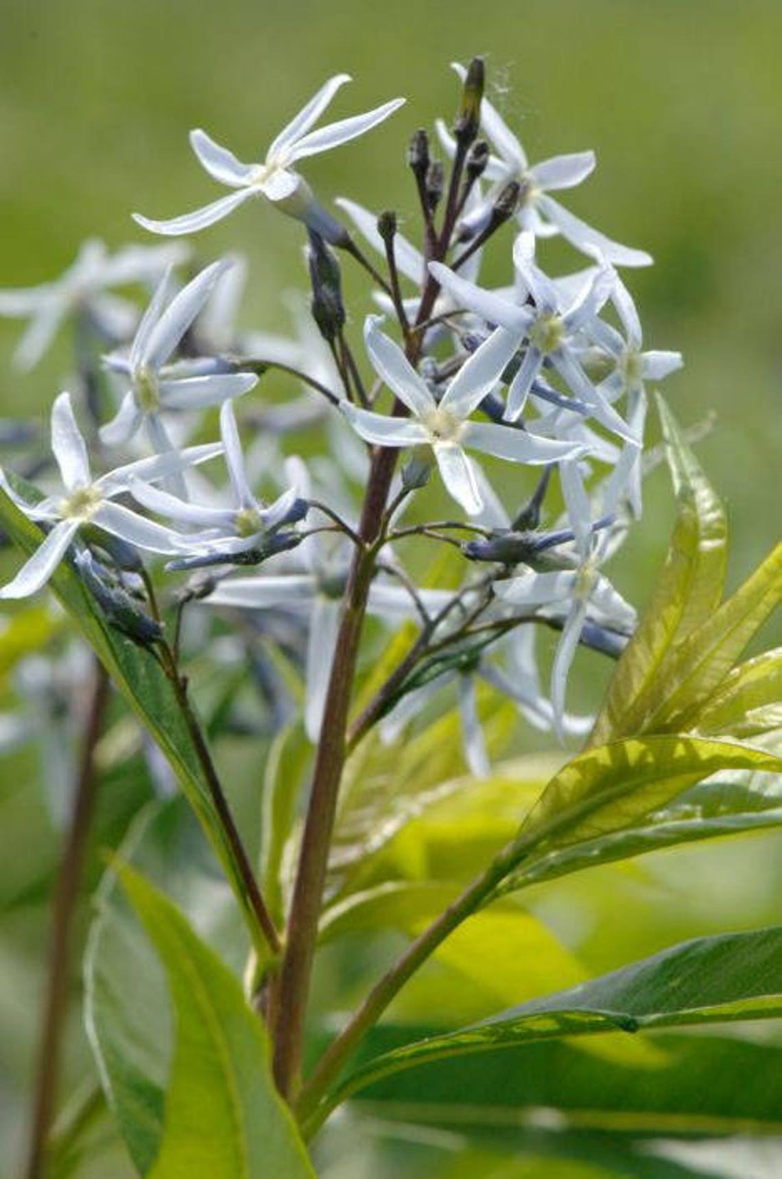 Amsonia Illustris Ozark Bluestar Shining Blue Star | Etsy