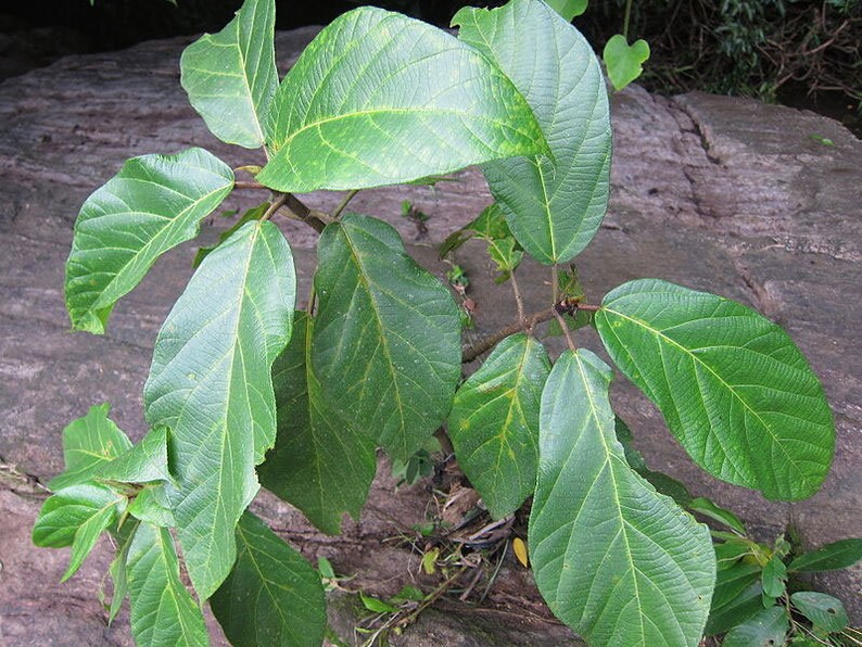 Ficus Hispida | 200_seeds - Etsy