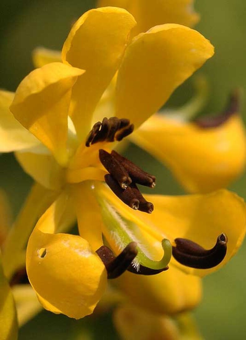 Senna Hebecarpa Wild Cassia Wild American Senna 100_seeds - Etsy