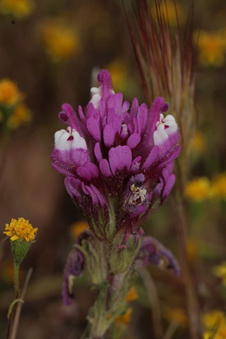 Castilleja Exserta | Exserted Indian Paintbrush | Purple Owls Clover ...