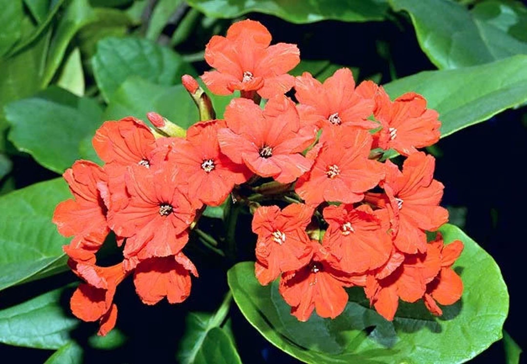 Cordia Sebestena | Siricote | Kopte | Geiger Tree | Geranium | Anaconda ...
