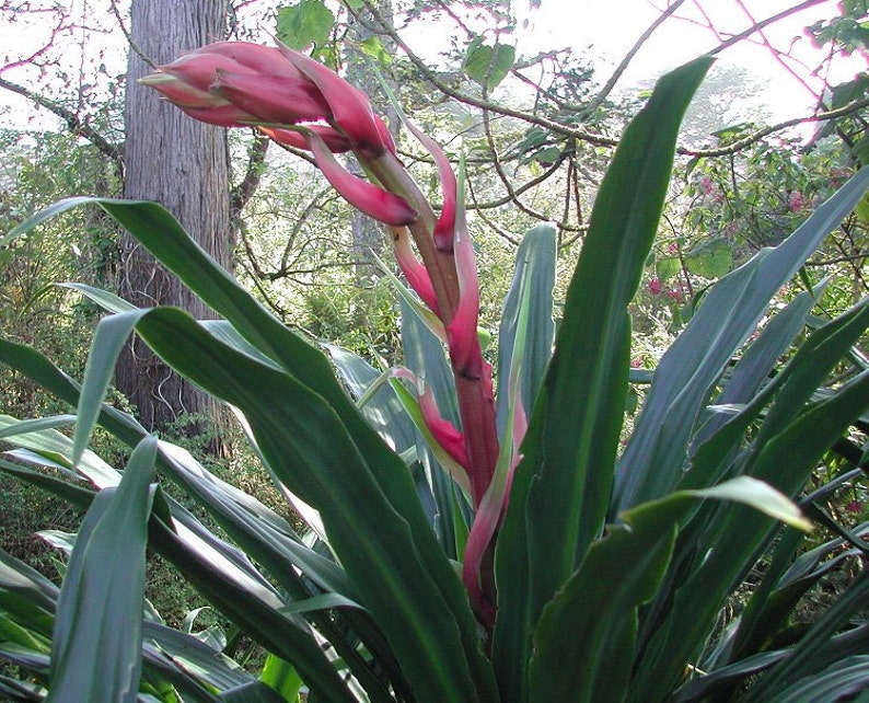 Beschorneria Yuccoides | Mexican Lily | 10_seeds - Etsy