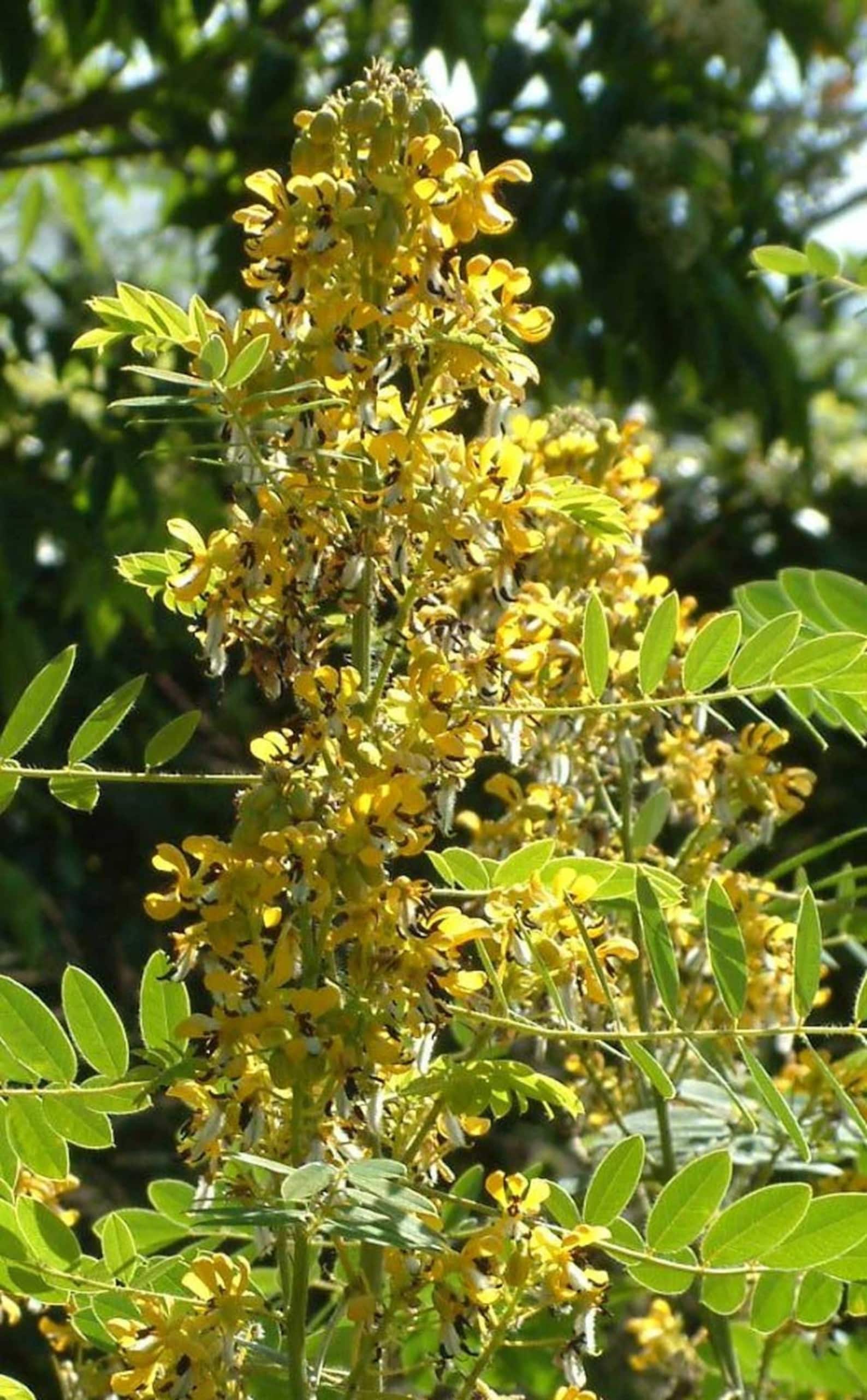 Senna Marilandica| Maryland Senna| Wild Senna| 50_seeds - Etsy