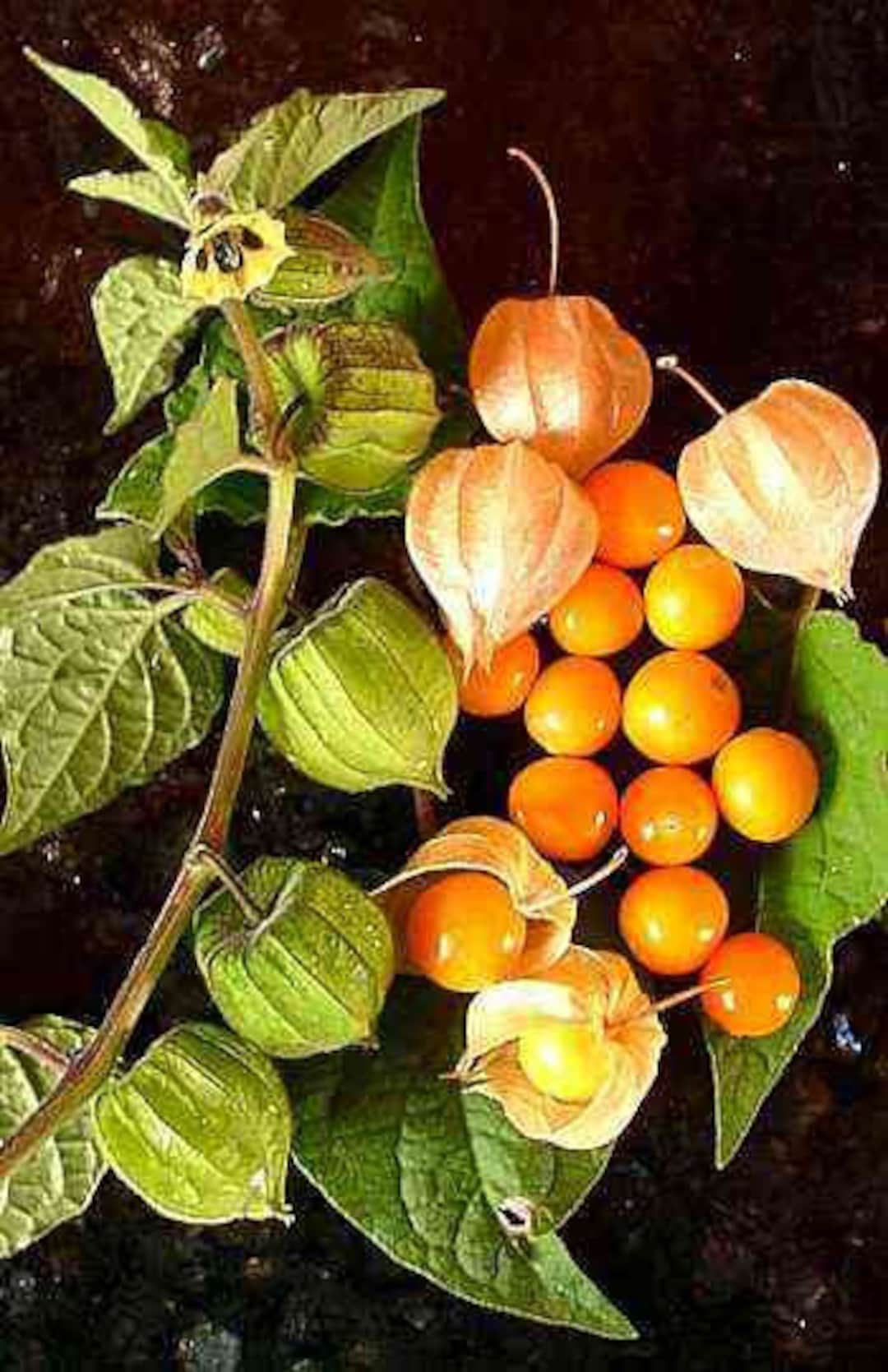 Physalis Peruviana | Cape Gooseberry |peruvian Ground Cherry|pohaberry ...