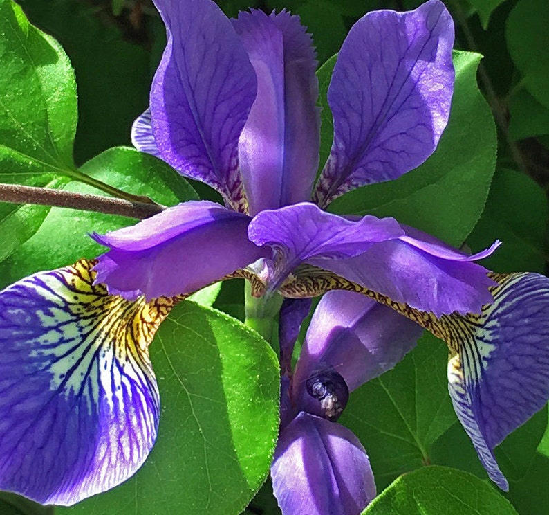 Iris Versicolor Blue Flag Dagger Flower 20_seeds - Etsy