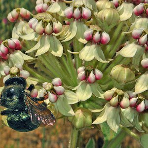 Asclepias Eriocarpa | Indian Kotolo Milkweed | Woollypod | 10_seeds - Etsy