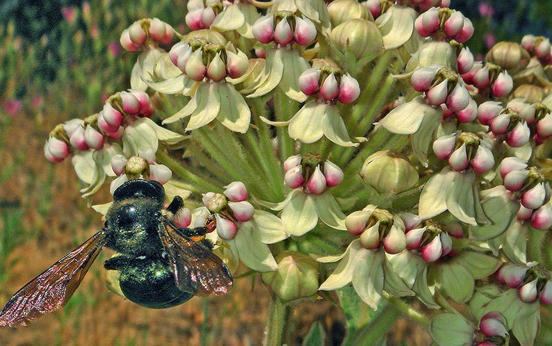Asclepias Eriocarpa Indian Kotolo Milkweed Woollypod - Etsy