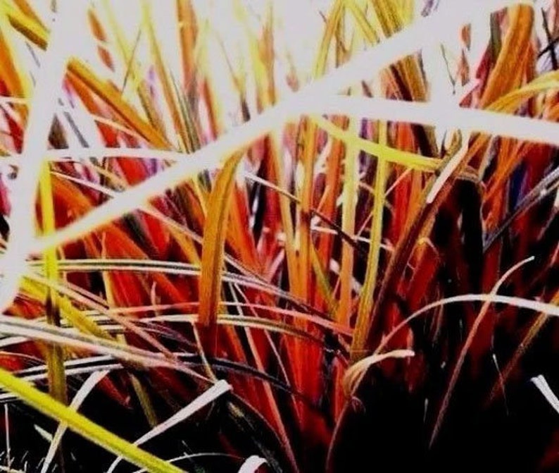 Uncinia Egmontiana | Orange Hook & Egmont Hook Sedge | 50_seeds - Etsy