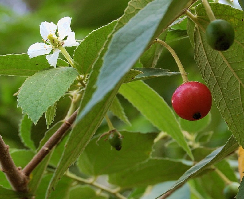 Muntingia Calabura | Calabura| Panama Berry |capulin| Jamaican Cherry ...