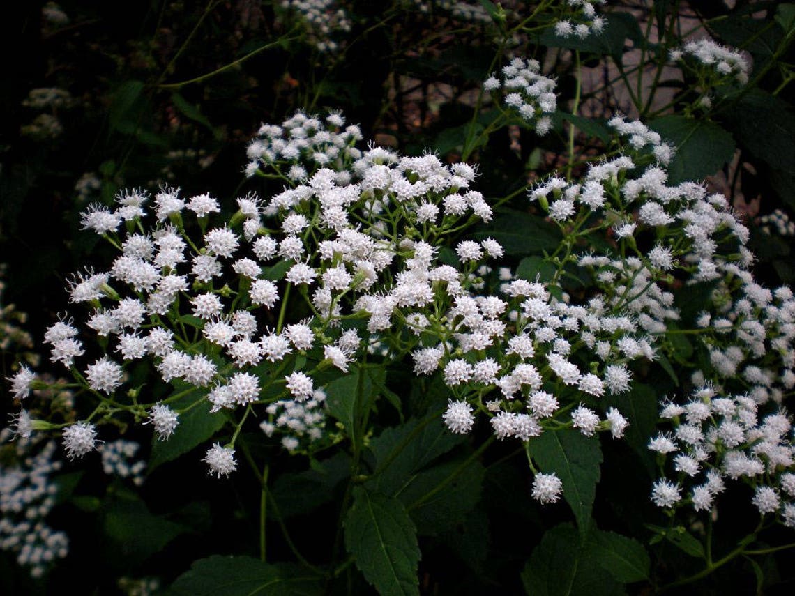 Ageratina Altissima Chocolate Joe Pye Weed 200_seeds - Etsy