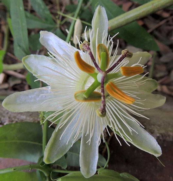 Passiflora Subpeltata White Passion Flower 5_seeds - Etsy