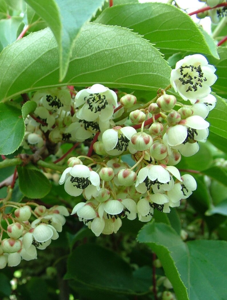 Actinidia Arguta | Tara Vine | Hardy Kiwi | 50_seeds - Etsy