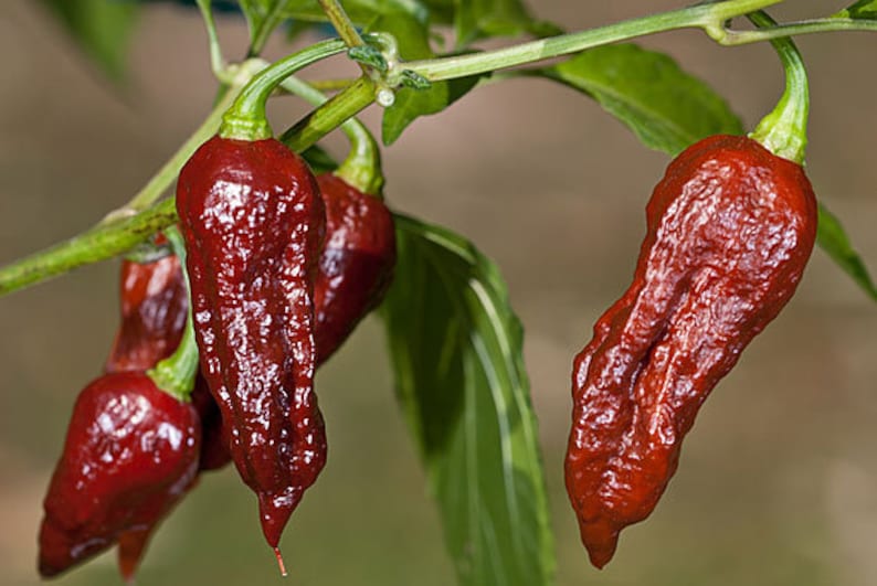 Bhut Jolokia Naga Chocolate | Ghost Chili Pepper | 20_seeds - Etsy
