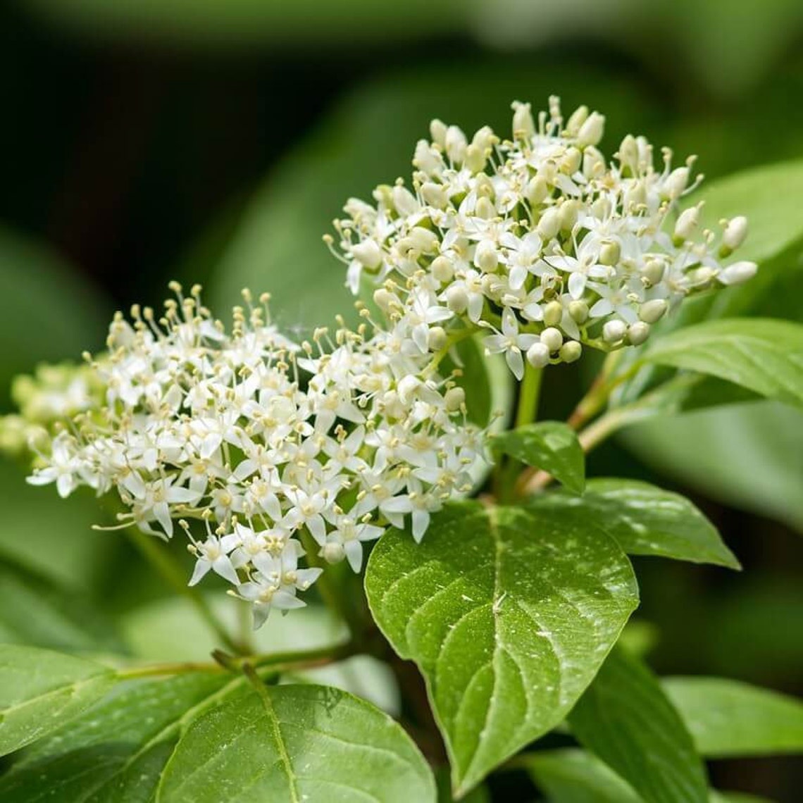 Cornus Sanguinea Bloodtwig Dogwood Compressa 10_seeds | Etsy