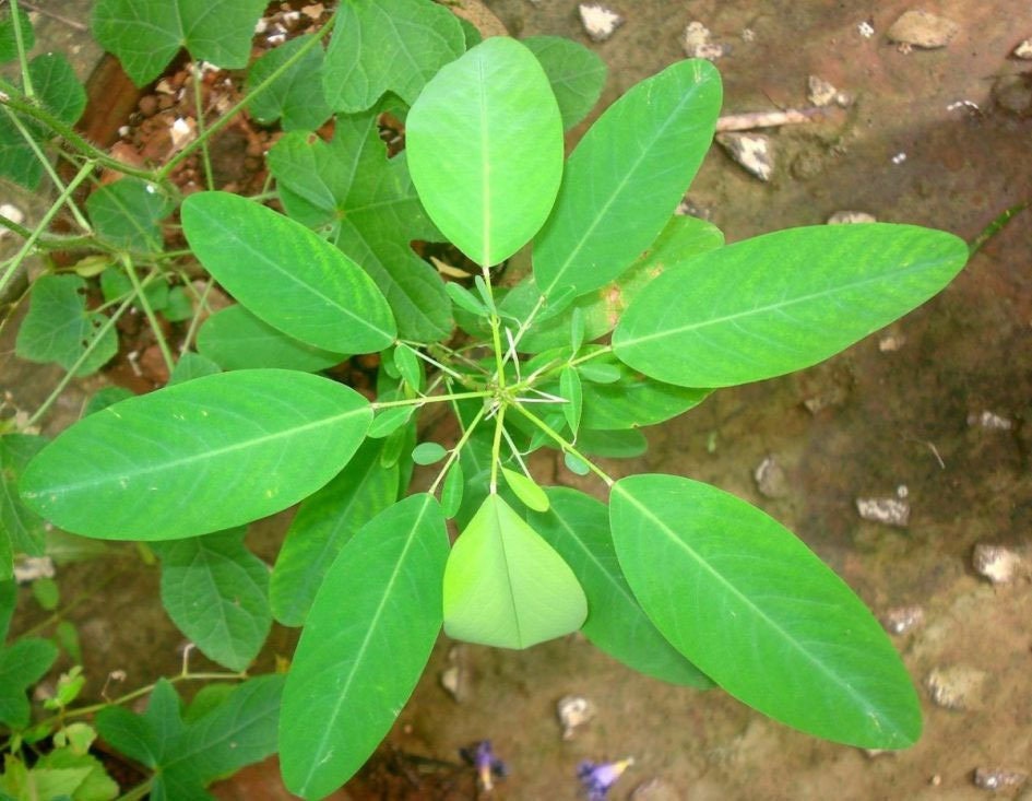 Codariocalyx Motorius | Dancing Plant | Telegraph | Semaphore | 20 ...