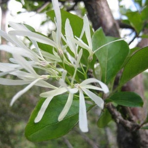 Chionanthus Virginicus | Fringe Tree | Grancy Graybeard | 5_seeds - Etsy