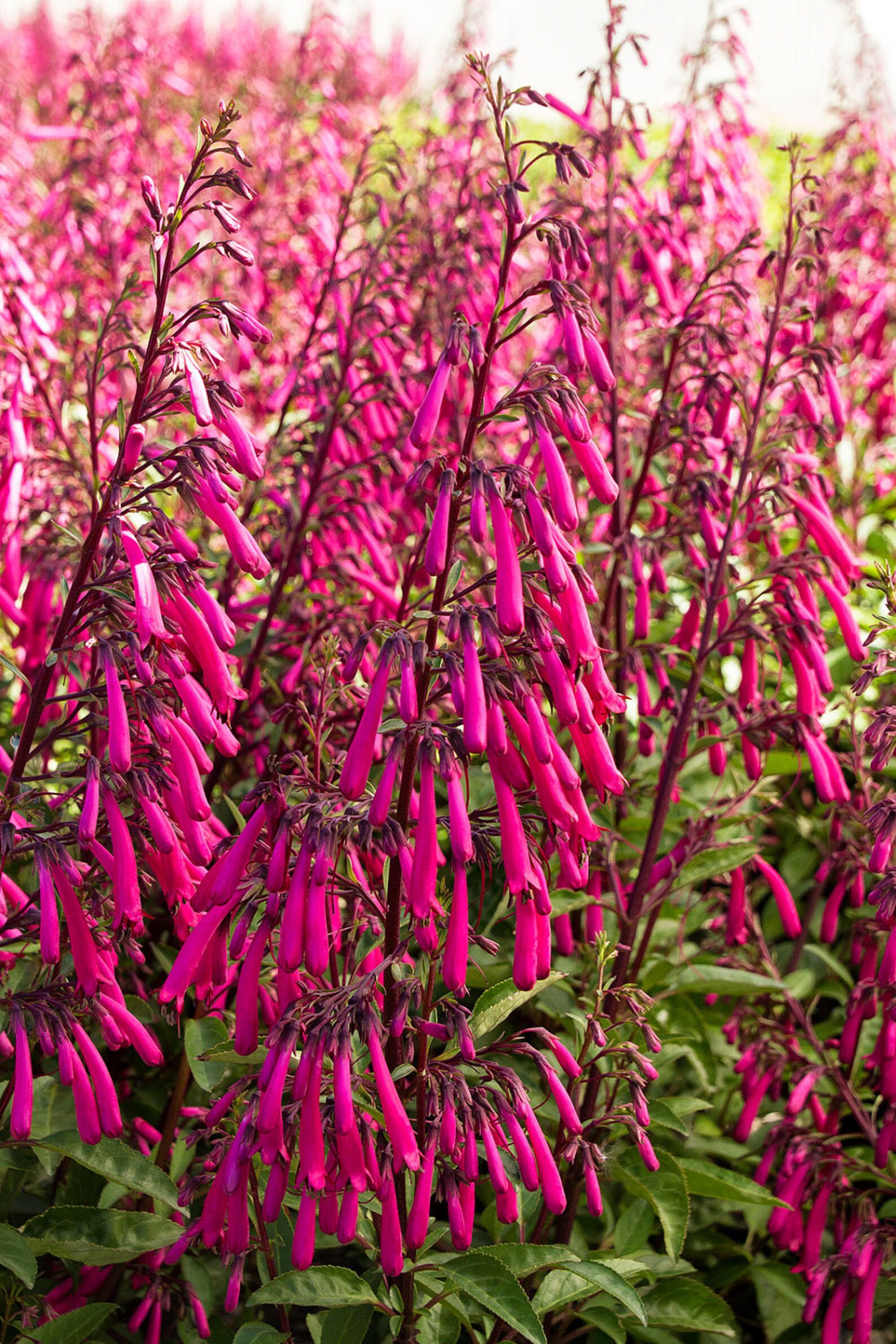 Phygelius Capensis Cape Fuchsia 10_seeds | Etsy