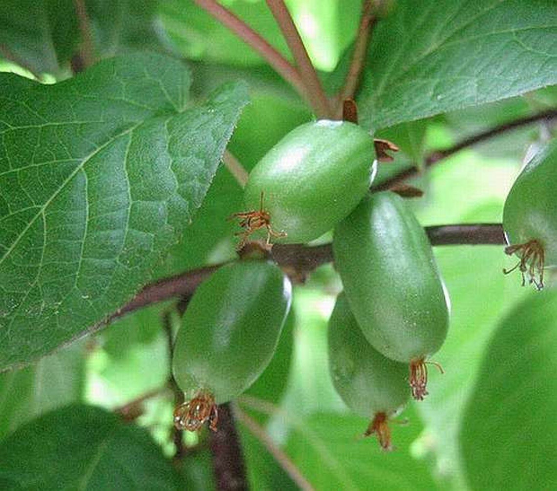 Actinidia Arguta | Tara Vine | Hardy Kiwi | 50_seeds - Etsy