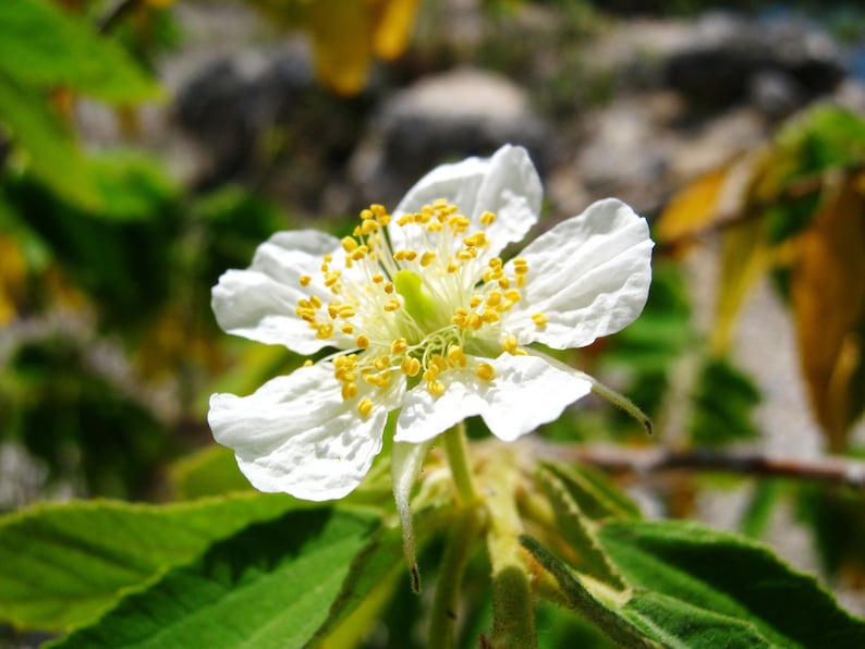 Muntingia Calabura | Calabura| Panama Berry |capulin| Jamaican Cherry ...