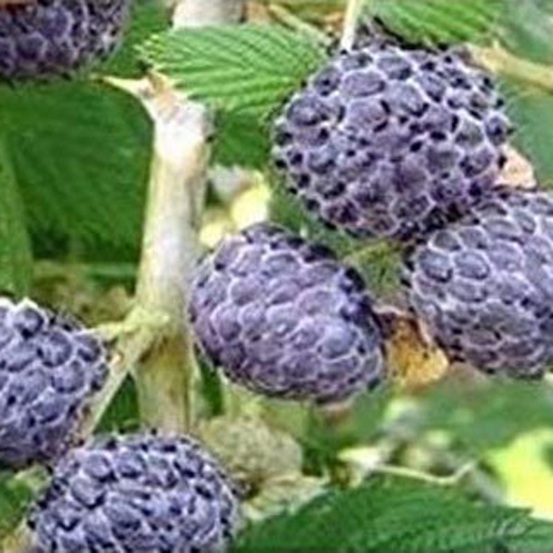 Black Cap Raspberry - Etsy