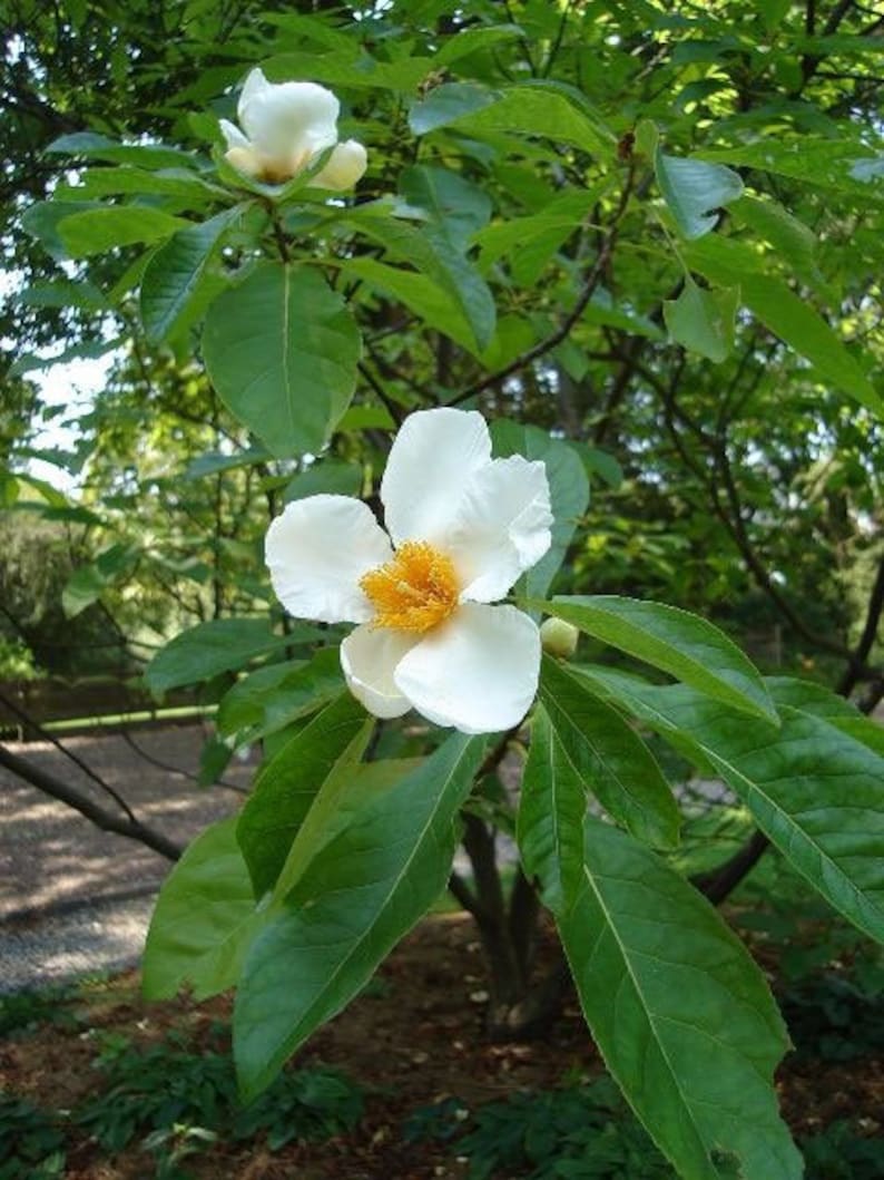 Franklinia Alatamaha Ben Franklin Tree 5_seeds - Etsy