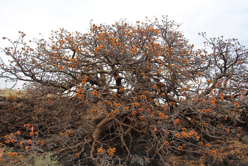 Adenanthera Pavonina False Wiliwili Red-bead Tree - Etsy
