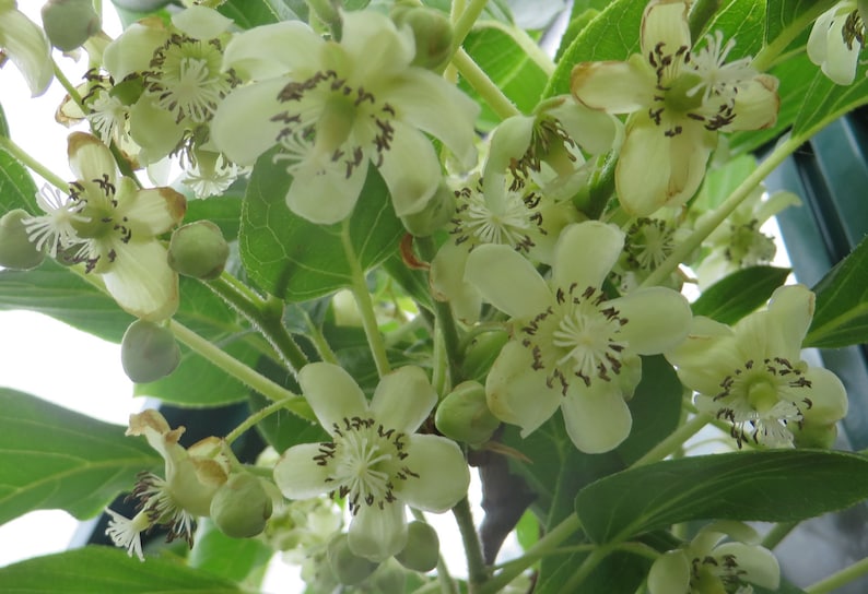Actinidia Arguta | Tara Vine | Hardy Kiwi | 50_seeds - Etsy
