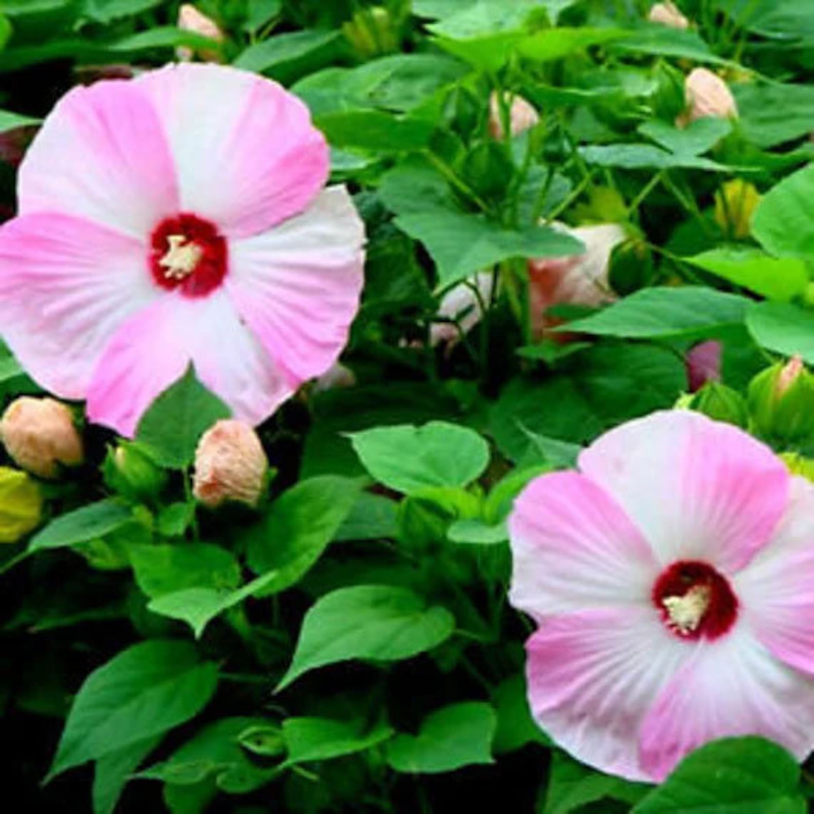 Hibiscus Moscheutos Luna Pink Swirl | 10_seeds - Etsy