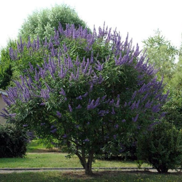 Vitex Tree - Etsy