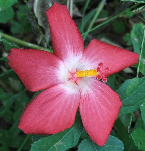 Abelmoschus moschatus Abelmosk Ambrette Annual hibiscus | Etsy