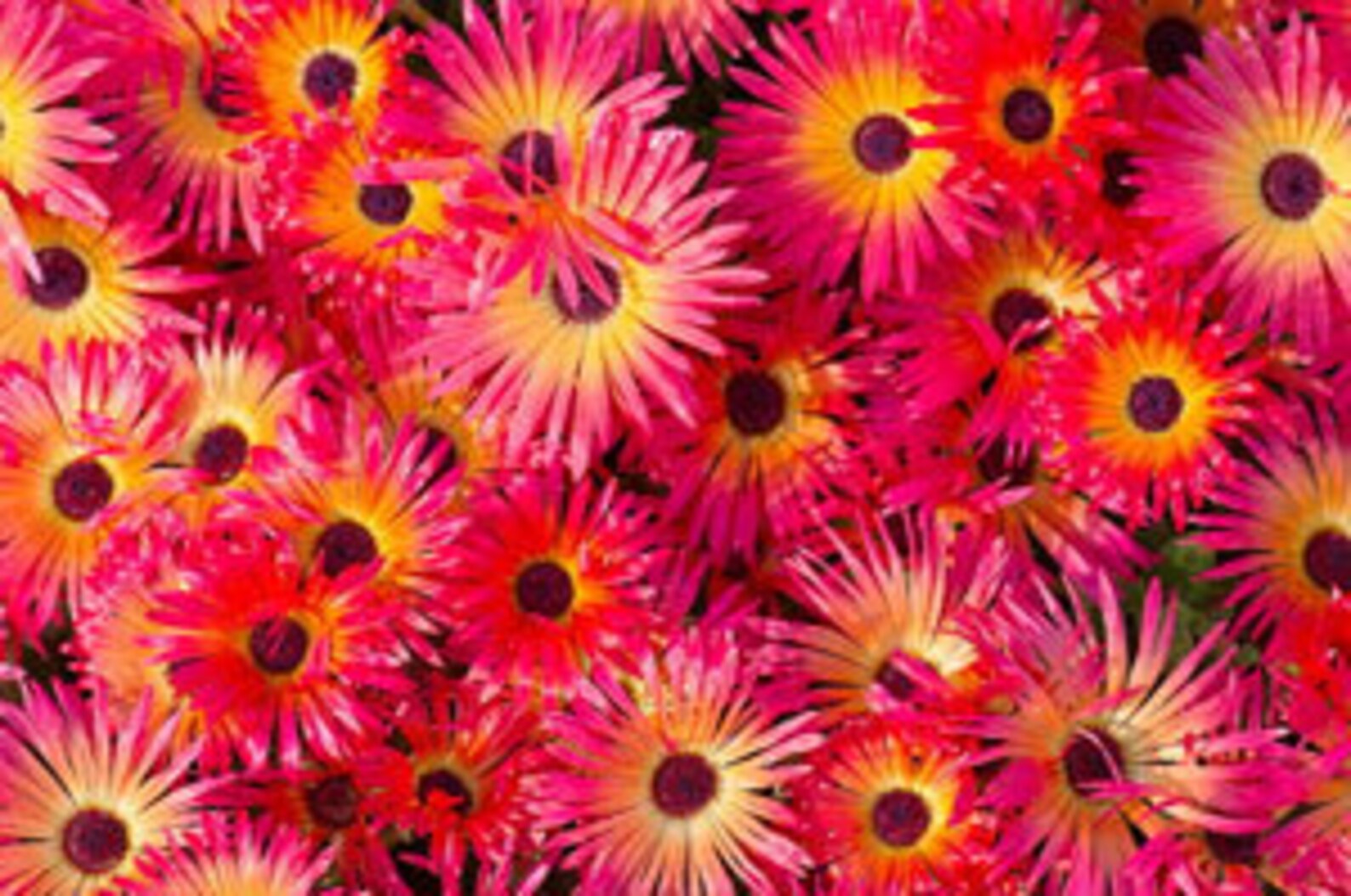 Dorotheanthus bellidiformis Ice Plant 10_Seeds | Etsy