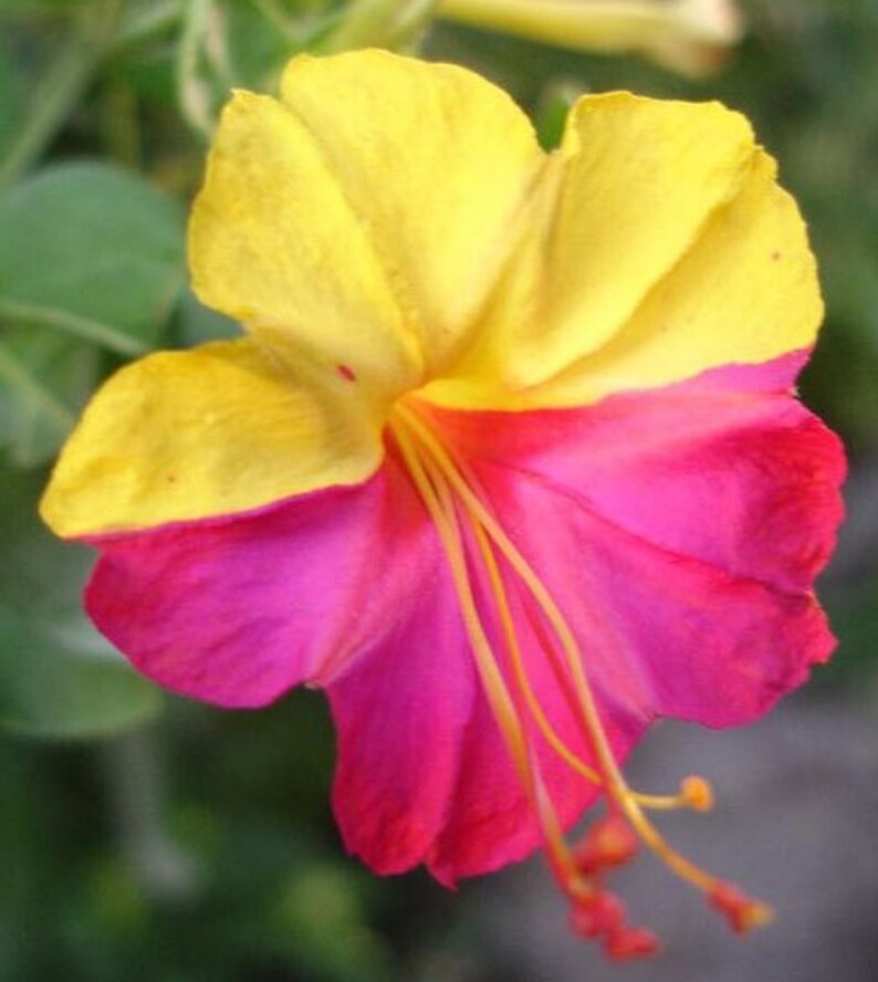 Mirabilis Jalapa Broken Colors Four Oclock Marvel of Peru 5_seeds - Etsy