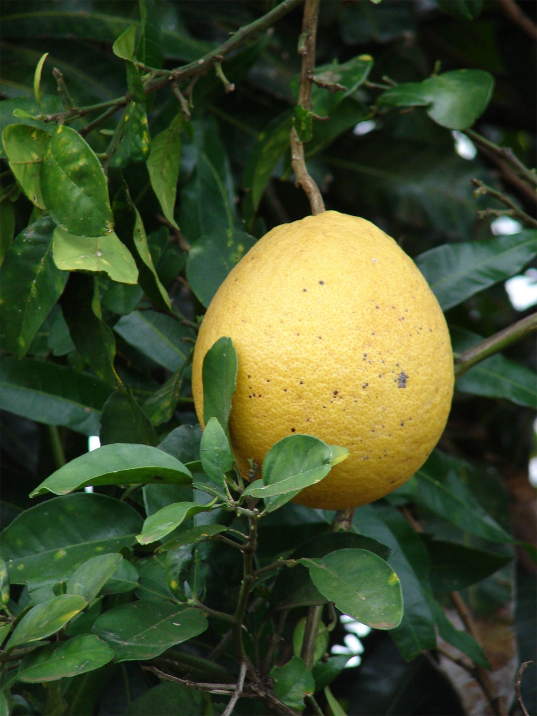 Citrus Maxima Red Flesh | Chinese Grapefruit | Pomelo | Pumello | 5 ...