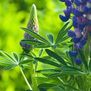 Lupinus Perennis | Wild Lupine | Sundial Lupine | 50_seeds - Etsy