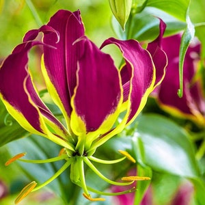 Gloriosa Carsonii | Carsons Lily | 5_seeds - Etsy