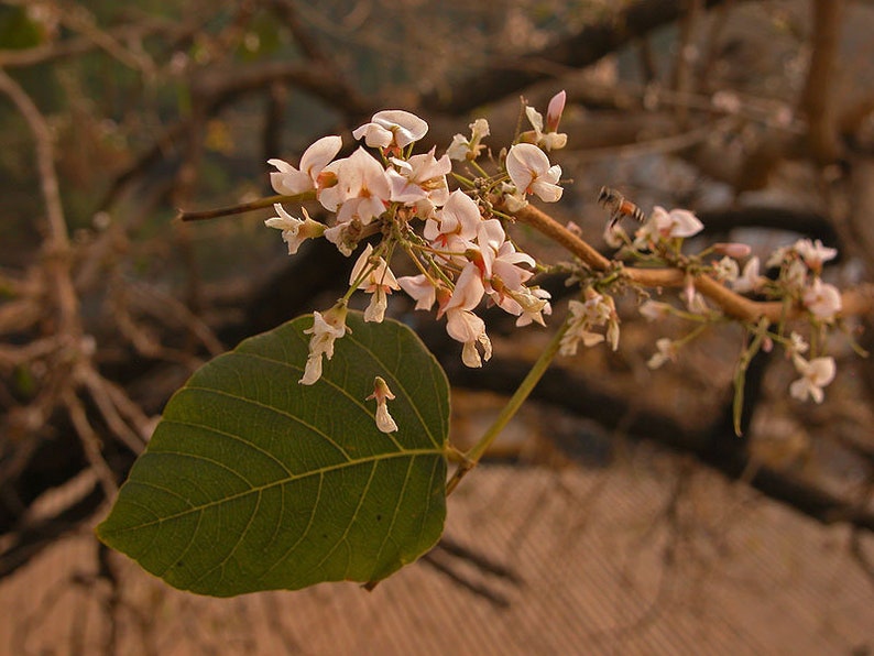 Desmodium Oojeinense | Ougeinia | Chariot Tree | Sandan | 10_seeds - Etsy